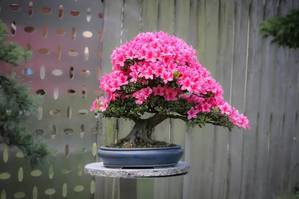 Guia de Cuidados para a Árvore Bonsai Azaléia (Rhododendron) - Bonsai 1CN